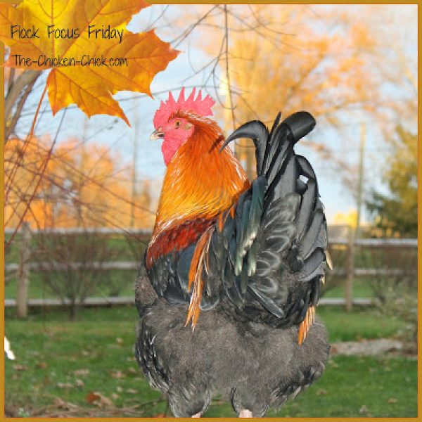 Flock Focus Friday, 11/15/13 | The Chicken Chick®