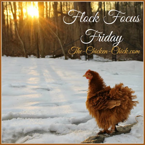 Flock Focus Friday, 12/27/13 | The Chicken Chick®