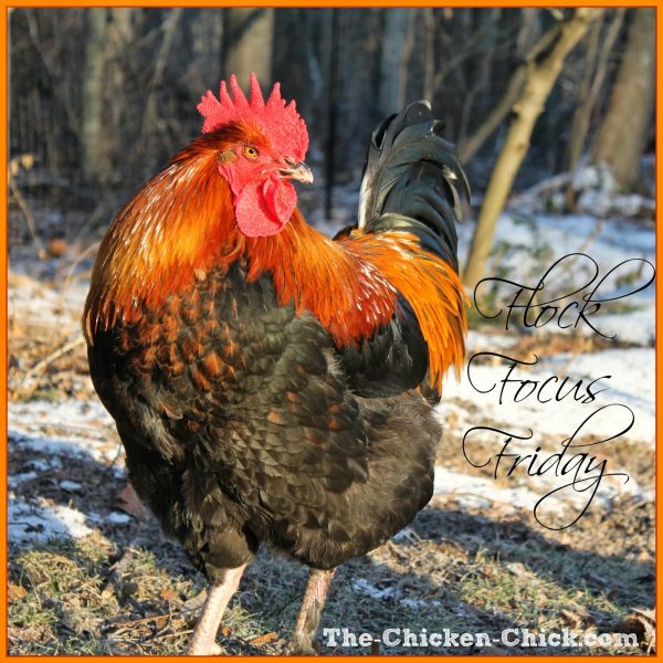 Flock Focus Friday, 12/13/13 | The Chicken Chick®