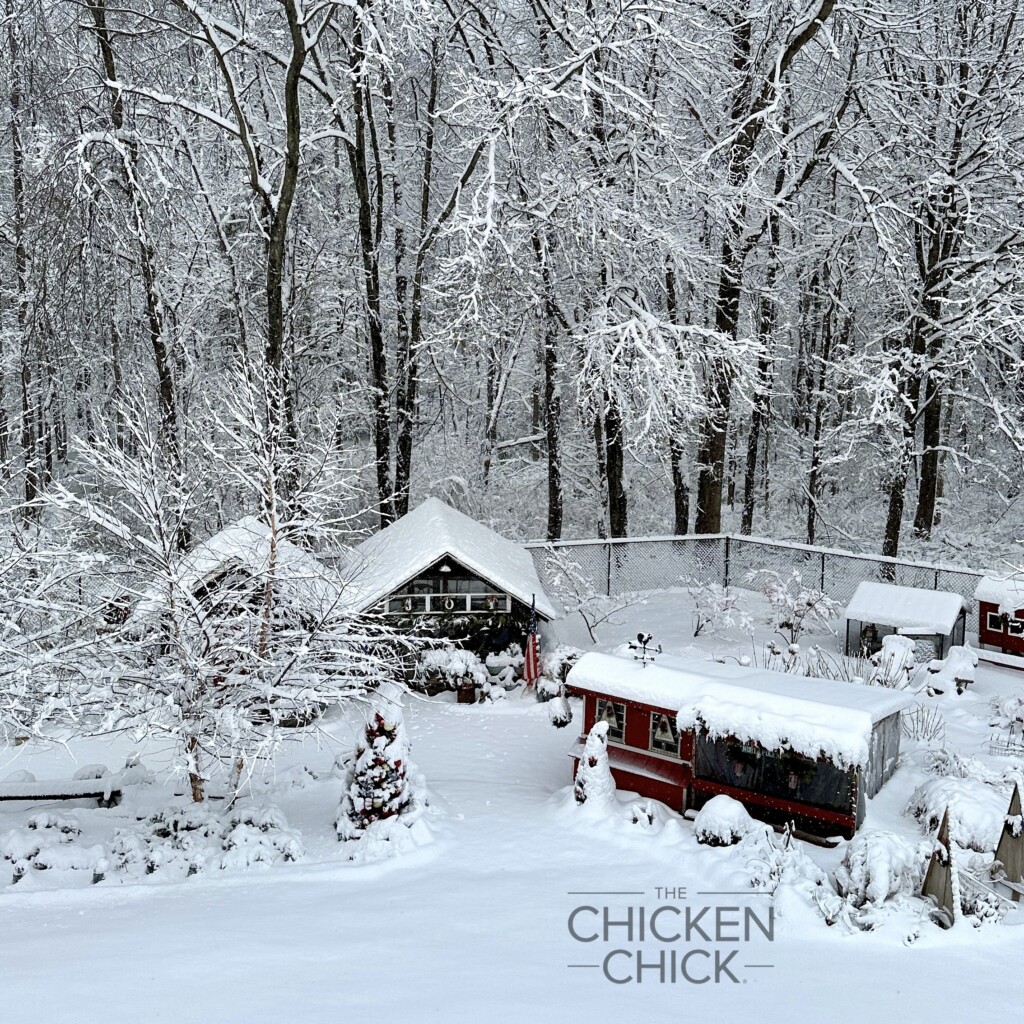 Frostbite in Backyard Chickens: Causes, Treatment & Prevention
