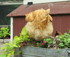 Chickens & Obesity, The Silent Killer | The Chicken Chick®