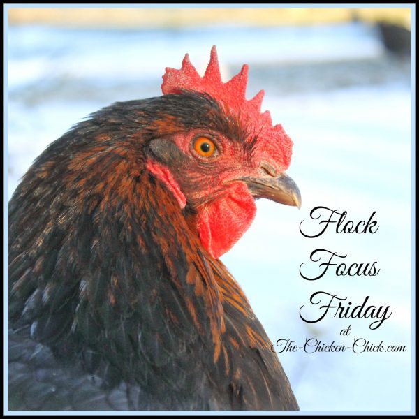 Flock Focus Friday, 1/10/14 | The Chicken Chick®