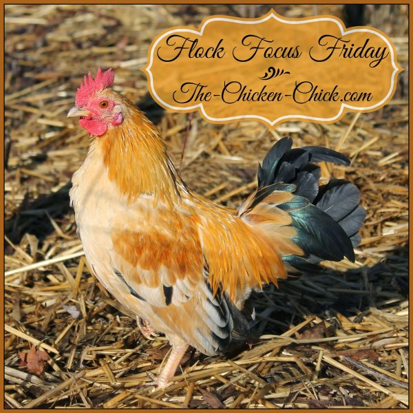 Flock Focus Friday, 1/17/14 | The Chicken Chick®