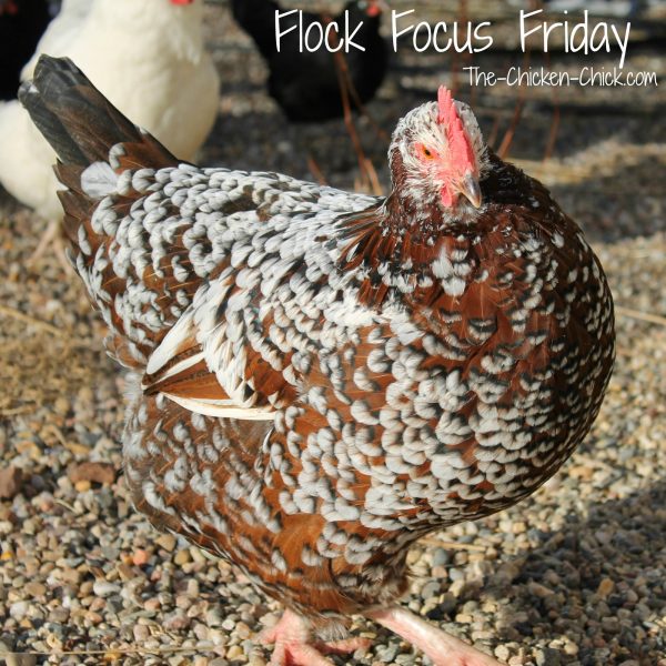 Flock Focus Friday, 1/24/14 | The Chicken Chick®