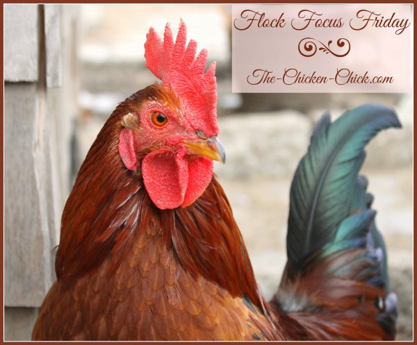 Flock Focus Friday, 2/7/14 | The Chicken Chick®