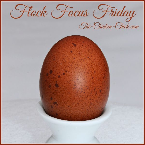 Flock Focus Friday, 2/14/14 | The Chicken Chick®