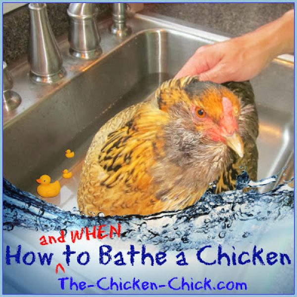 How and When to Give a Chicken a Bath | The Chicken Chick®