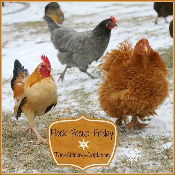 Flock Focus Friday, 1/31/14 | The Chicken Chick®