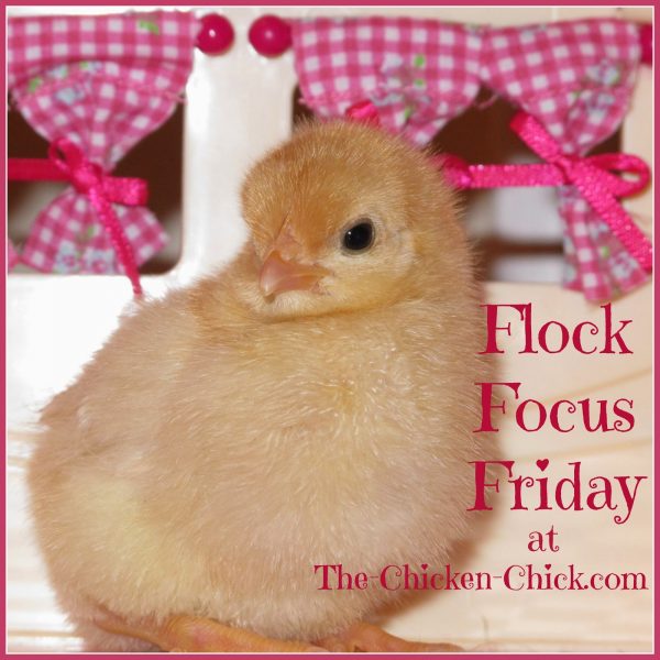 Flock Focus Friday, 3/7/14 | The Chicken Chick®