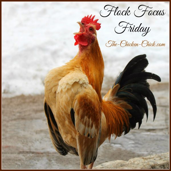 Flock Focus Friday, 2/28/14 | The Chicken Chick®