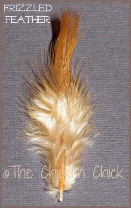 Frizzle Feathered Chickens: The Divas of the Chicken World