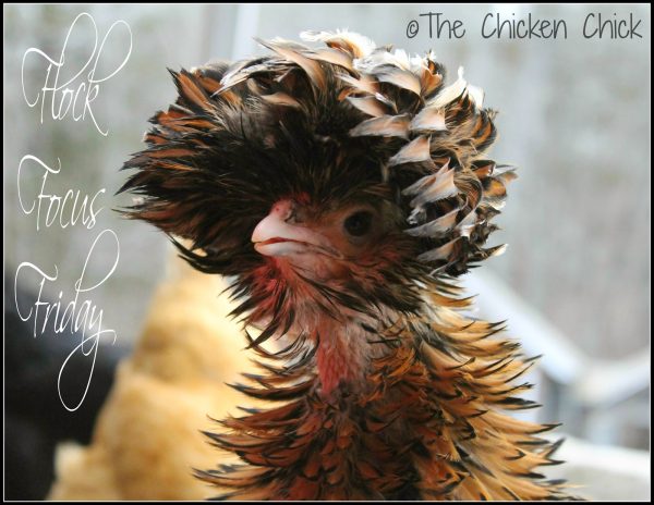 Flock Focus Friday, 4/4/14 | The Chicken Chick®