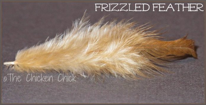 Frizzle Feathered Chickens: The Divas of the Chicken World