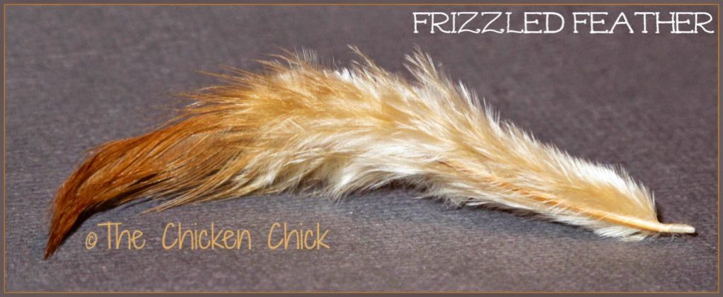 Frizzle Feathered Chickens: The Divas of the Chicken World