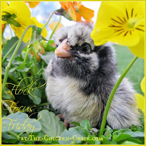 Flock Focus Friday, 5/9/14 | The Chicken Chick®