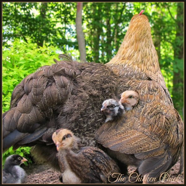 Flock Focus Friday, 5/29/14 | The Chicken Chick®