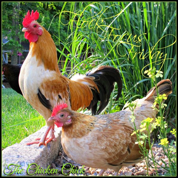 Flock Focus Friday, 6/6/14 | The Chicken Chick®