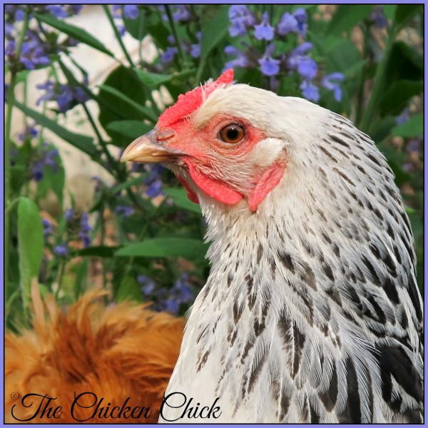 Flock Focus Friday 6/13/14 | The Chicken Chick®