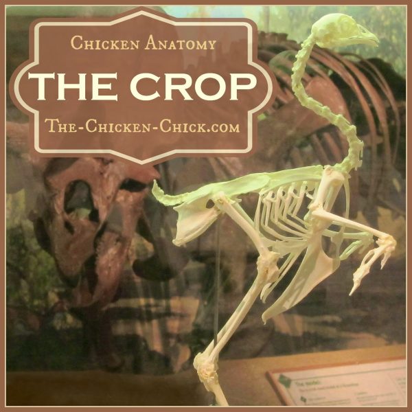 Chicken Anatomy: The Crop | Impacted Crop and Sour Crop