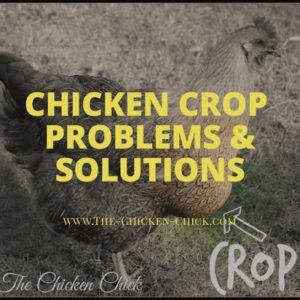 Chicken Anatomy: The Crop | Impacted Crop and Sour Crop