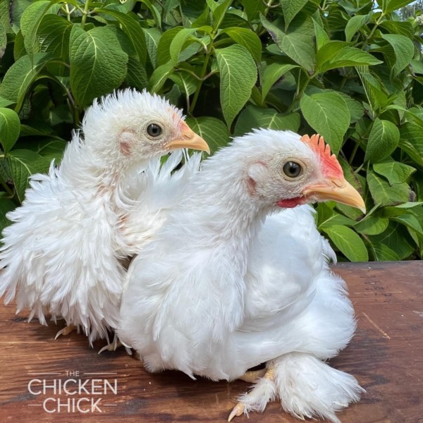 Frizzle Feathered Chickens: The Divas of the Chicken World