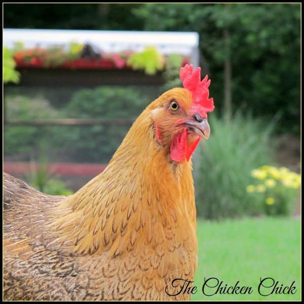 Flock Focus Friday, 7/4/14 | The Chicken Chick®