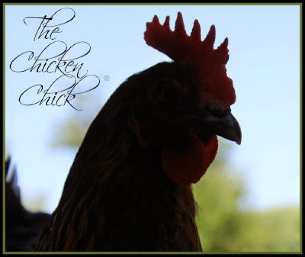 Flock Focus Friday, 7/11/14 | The Chicken Chick®