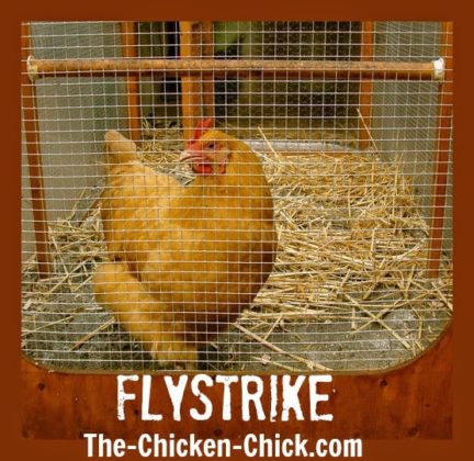 Flystrike in Backyard Chickens, Causes, Prevention & Treatment
