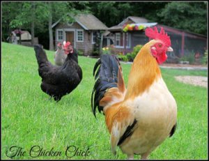 Flystrike in Backyard Chickens, Causes, Prevention & Treatment