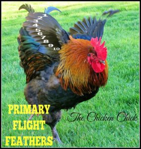 Wing Clipping: Whether & How to Clip a Chicken's Wing Feathers