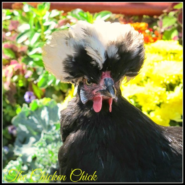 Flock Focus Friday. 9/19/14 | The Chicken Chick®