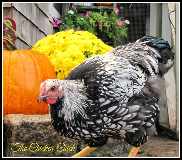 Flock Focus Friday, 9/26/14 | The Chicken Chick®