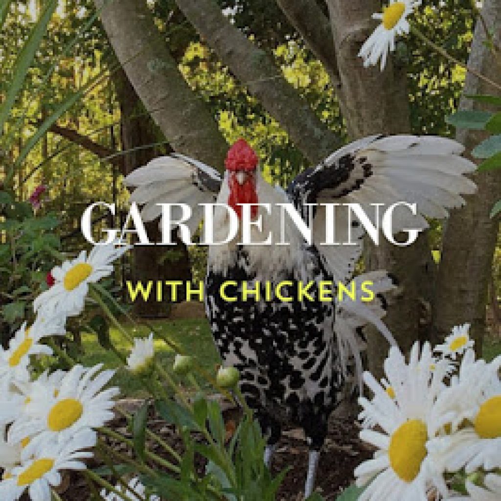 Chicken Care | The Chicken Chick®