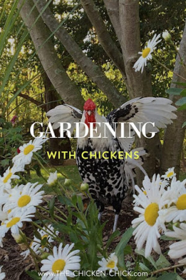 Landscape Gardening with Chickens | The Chicken Chick®
