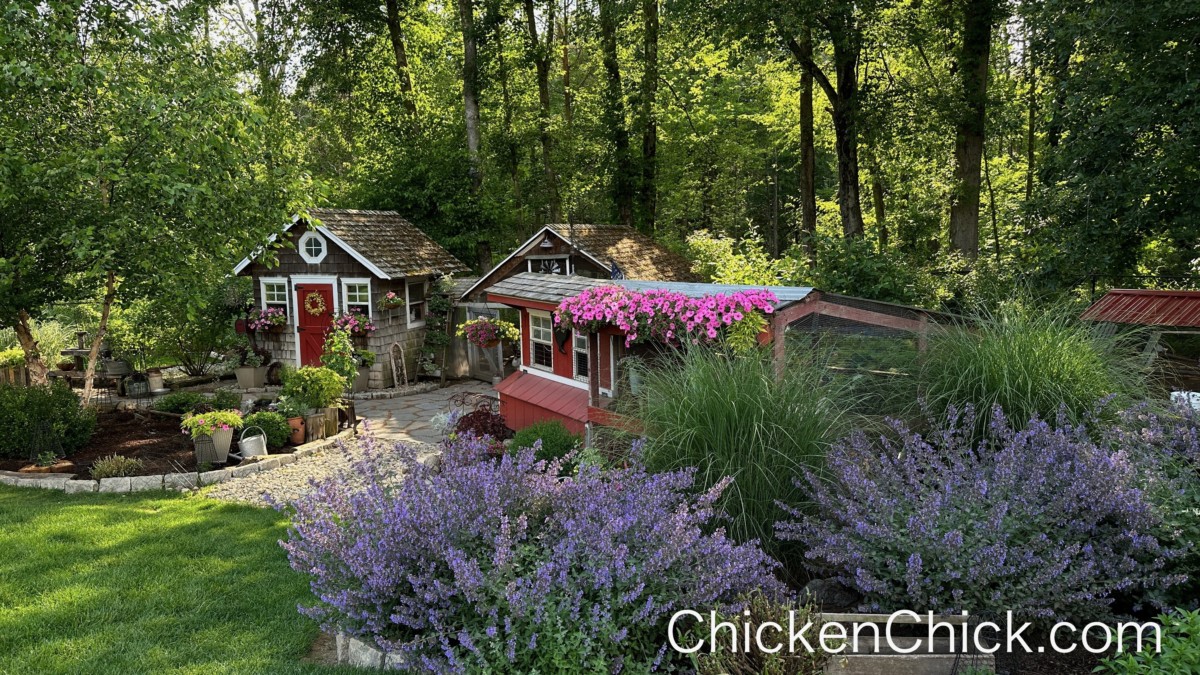 Landscape Gardening with Chickens | The Chicken Chick®