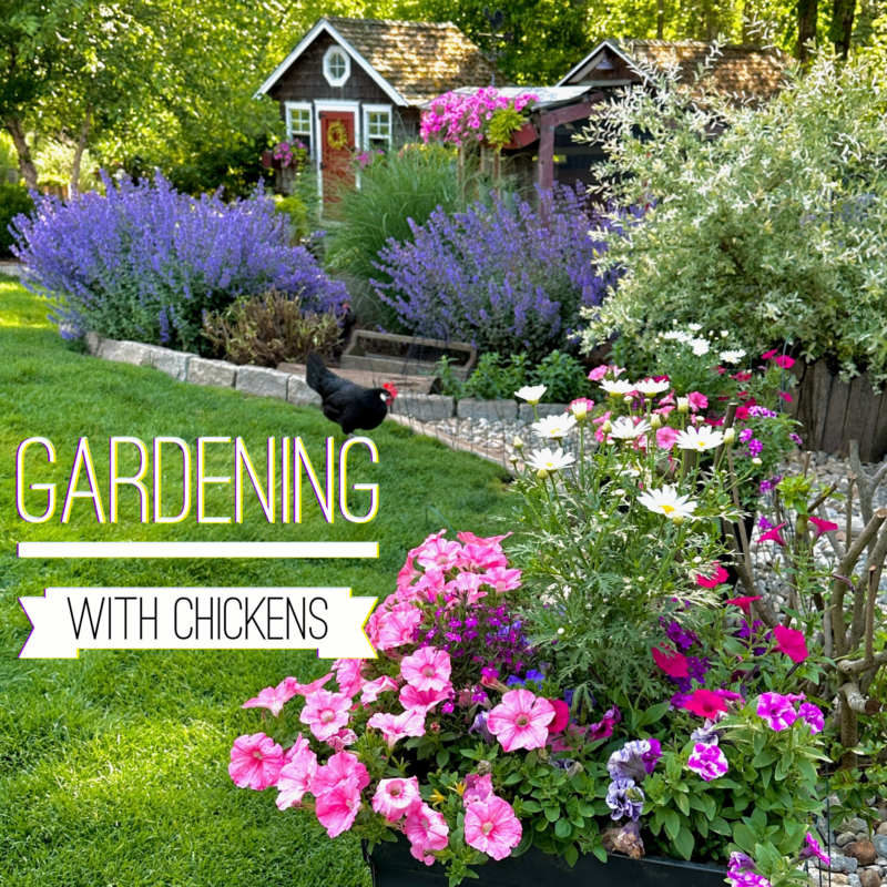 Chicken Care | The Chicken Chick®