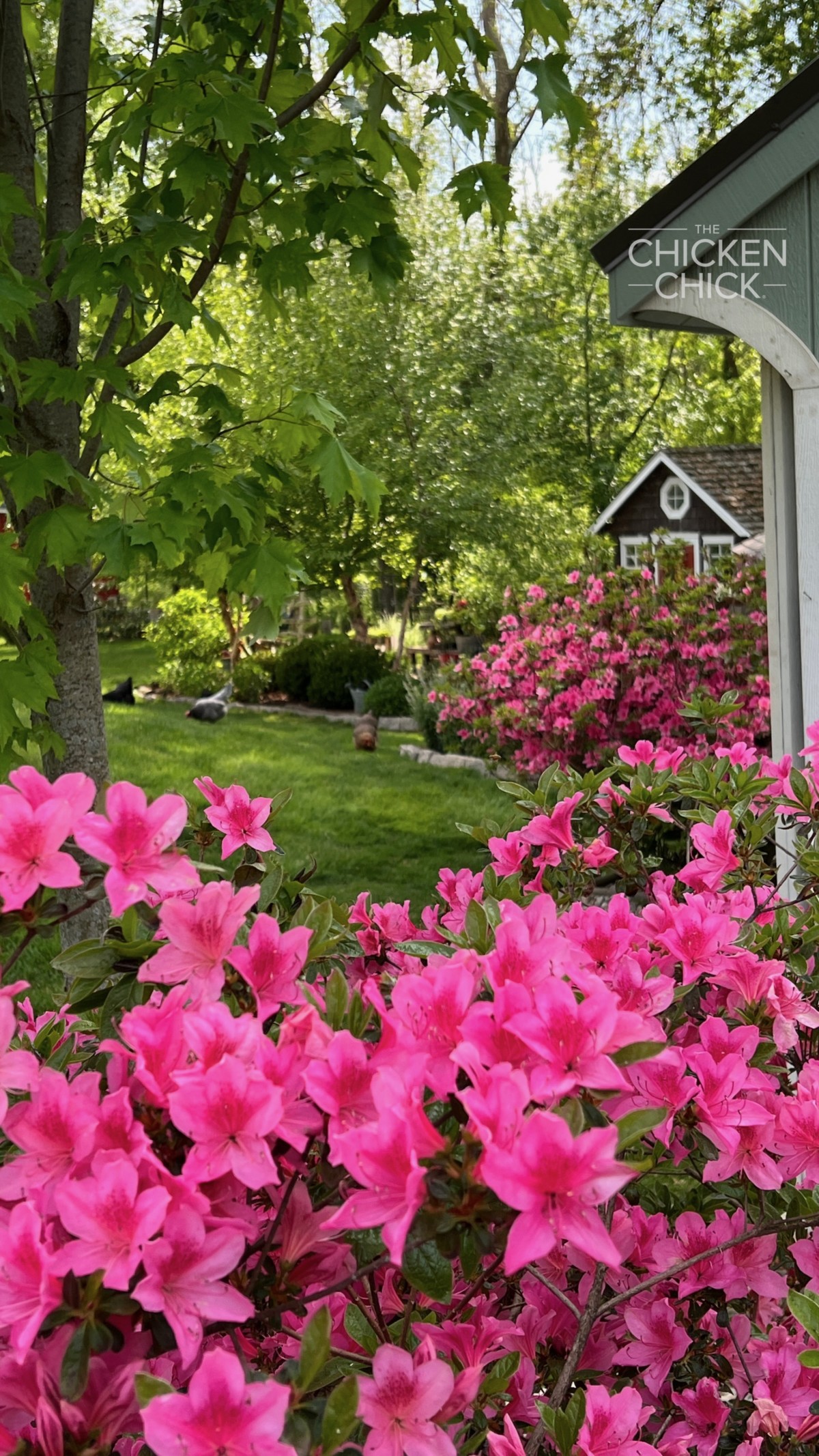 Landscape Gardening with Chickens | The Chicken Chick®