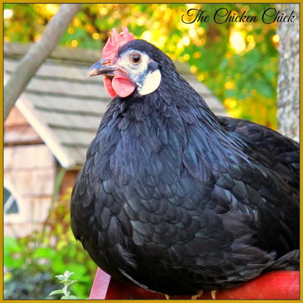 Flock Focus Friday, 10/10/14 | The Chicken Chick®