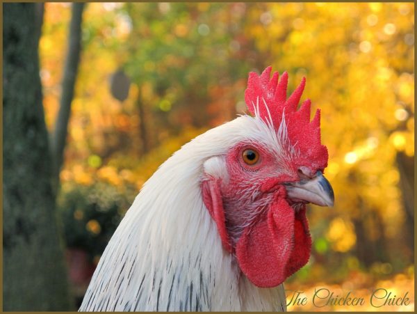 Flock Focus Friday, 10/17/14 | The Chicken Chick®