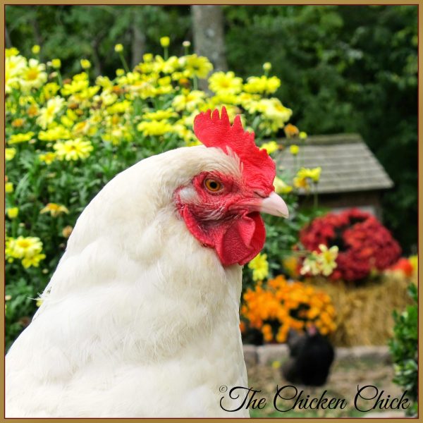 Flock Focus Friday, 10/3/14 | The Chicken Chick®