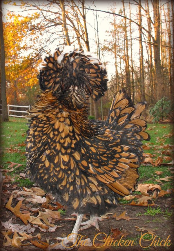 Flock Focus Friday, 11/14/14 | The Chicken Chick®