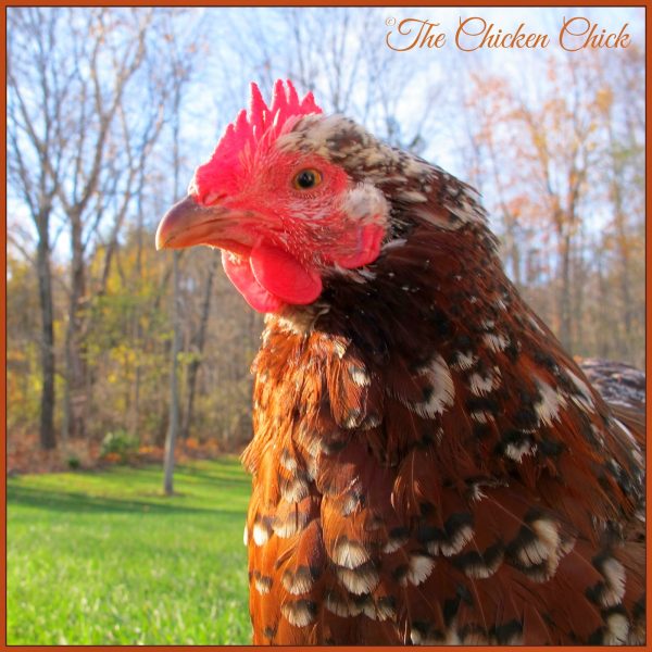 Flock Focus Friday, 11/7/14 | The Chicken Chick®