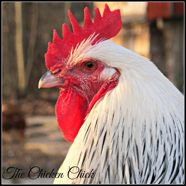 Flock Focus Friday, 11/28/14 | The Chicken Chick®