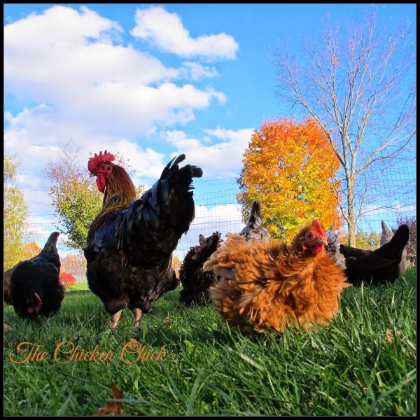 Flock Focus Friday, 10/31/14 | The Chicken Chick®