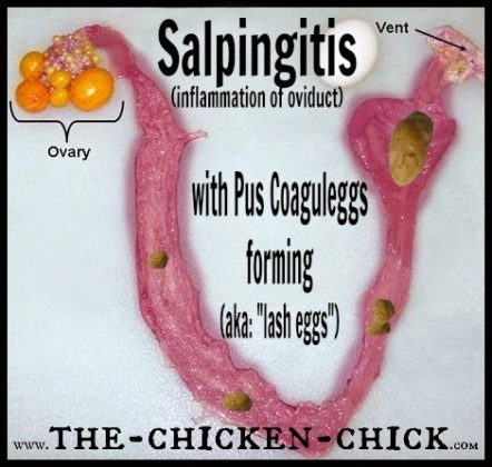 Salpingitis & Lash Eggs in Backyard Chickens: The Pus Coagulegg