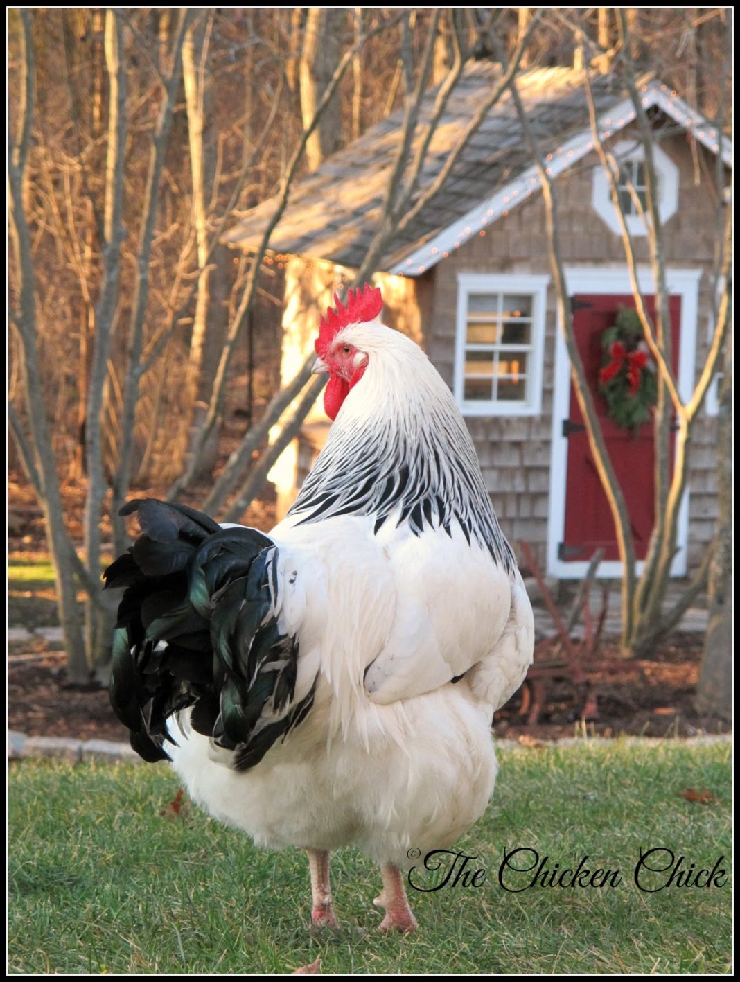 Flock Focus Friday 1/2/15 | The Chicken Chick®