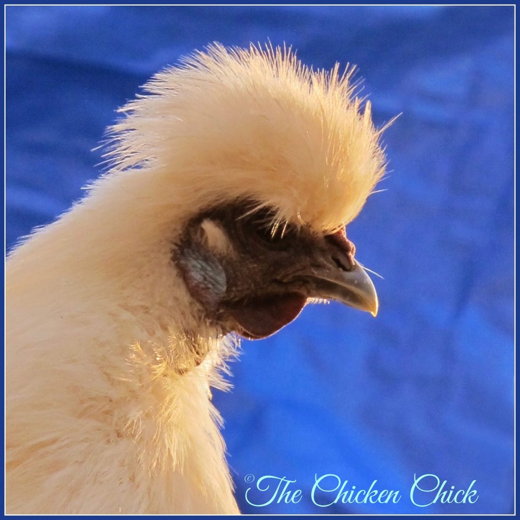 Flock Focus Friday 1/2/15 | The Chicken Chick®