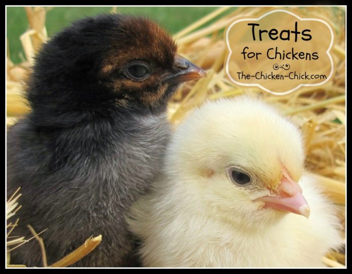 The Complete Chick Care Guide | The Chicken Chick®