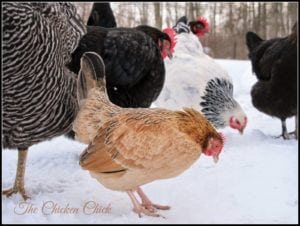 Flock Focus Friday 2/20/15 | The Chicken Chick®