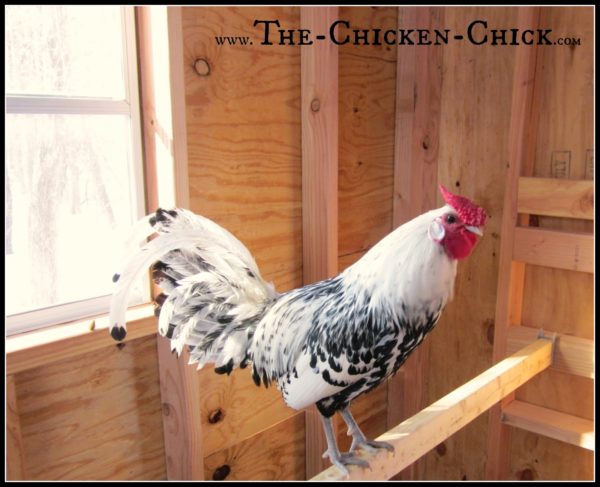 Chicken Coop Design Essentials, Details and Luxuries Guide